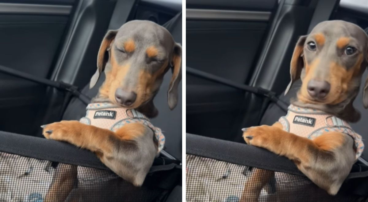 Un piccolo bassotto le prova tutte per rimanere sveglio - Argo.pet