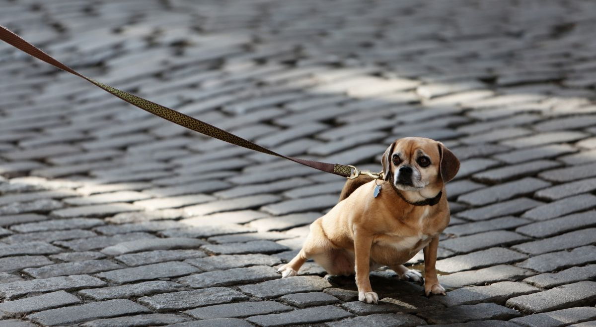 Ecco come capire se il cane deve fare la cacca, e quando - Argo.pet
